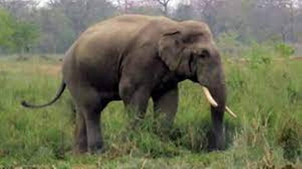 झापामा हात्तीको संख्या बढेसंगै मानव - हात्ती द्वन्द बढ्दै